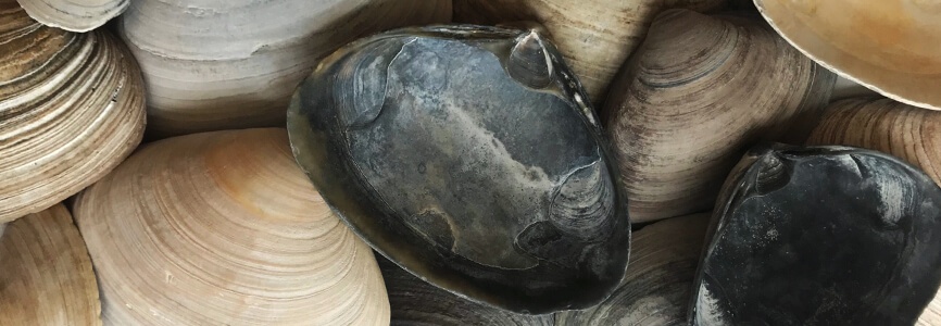 Outer Banks Seashell & Beachcombing Guide - OBX Travel Guide by ...